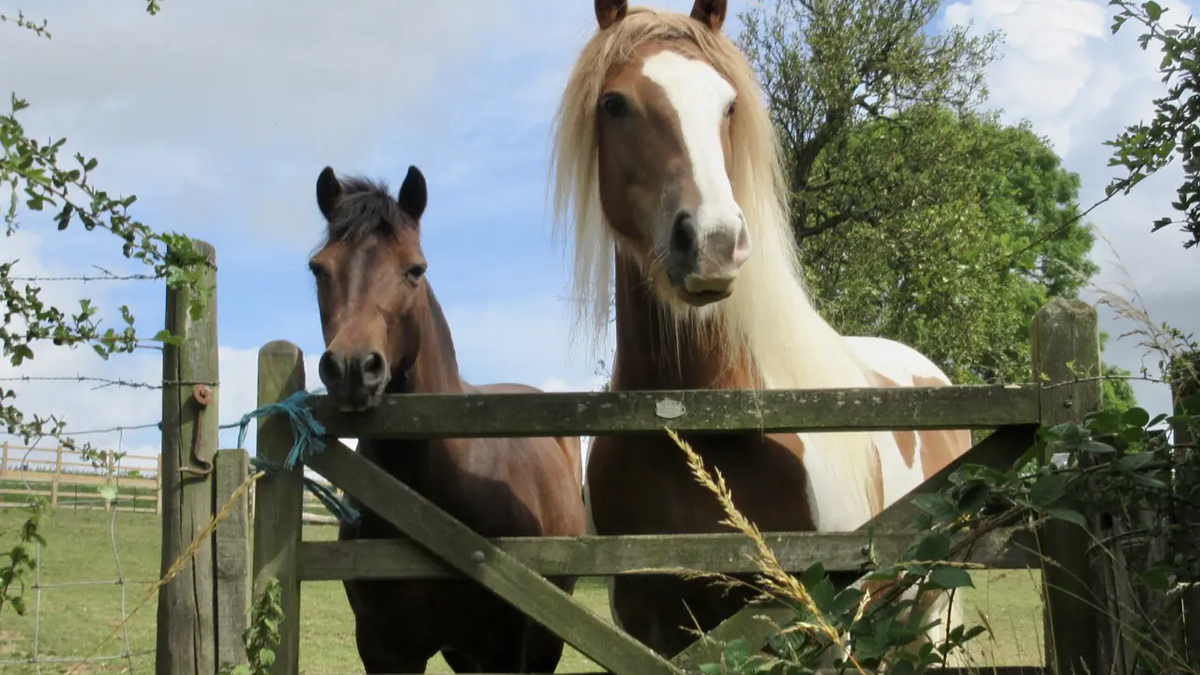 Fair trade, not free-for-all trade - Central Devon Liberal Democrats